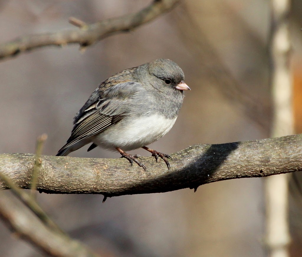 Listening in Nature: Snowbirds