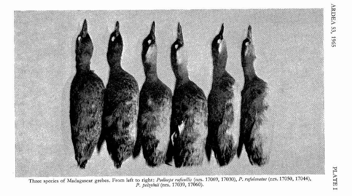 Evolutionary Stories: The Sad Story of the Alaotra Grebe
