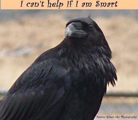 Raven Spirit Talk: Real Raven Talk