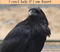Raven Spirit Talk: Real Raven Talk