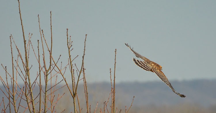 Red and the Peanut: Red-shouldered beauty in winter...
