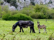 ZALDIAK: ZALDIAREN INFORMAZIOA