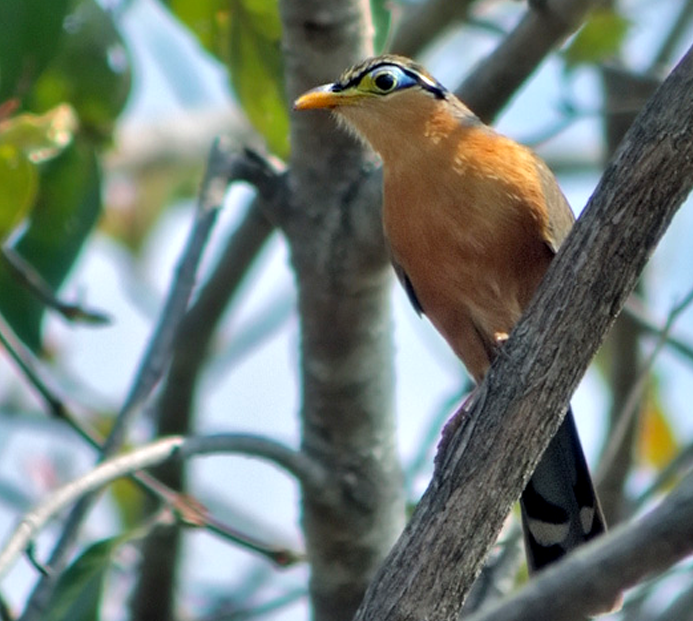 Bellas Aves de El Salvador: Morococcyx erythropygus (cuclillo terrestre ...