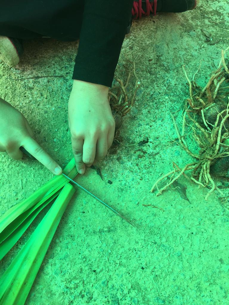 PEMBIAKAN VEGETATIF (BEBAWANG/BULBS) & CANTUMAN BAJI