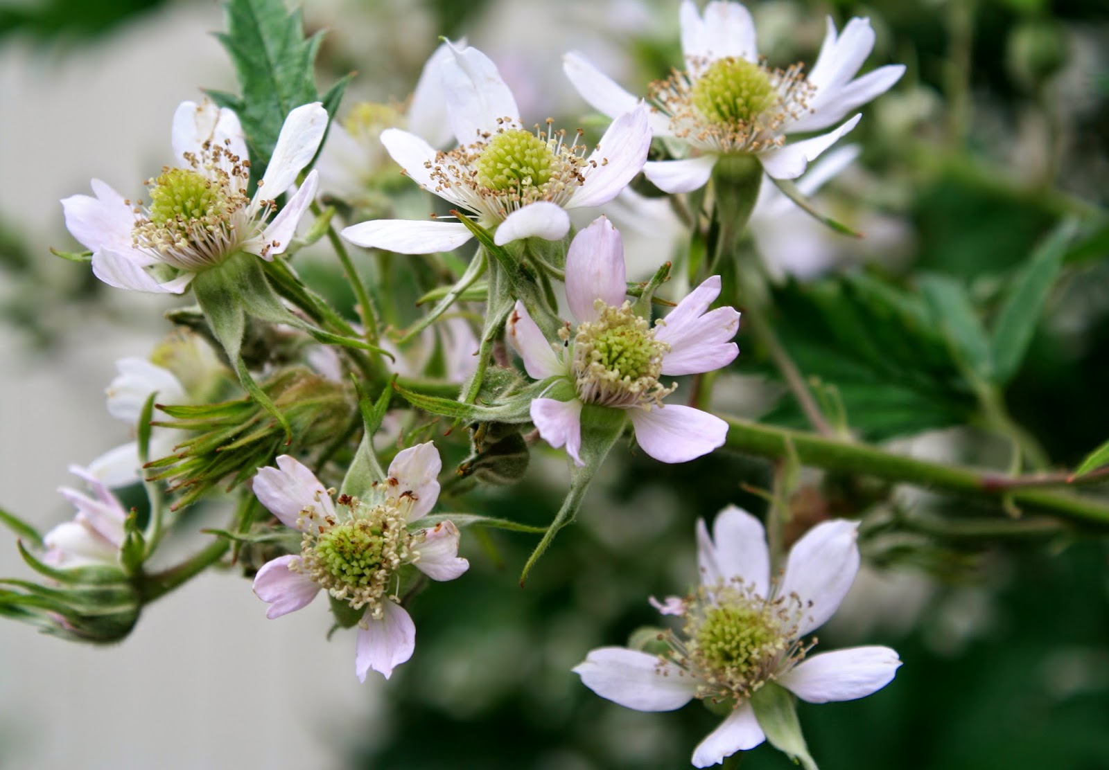 MIN NATUR: Rubus