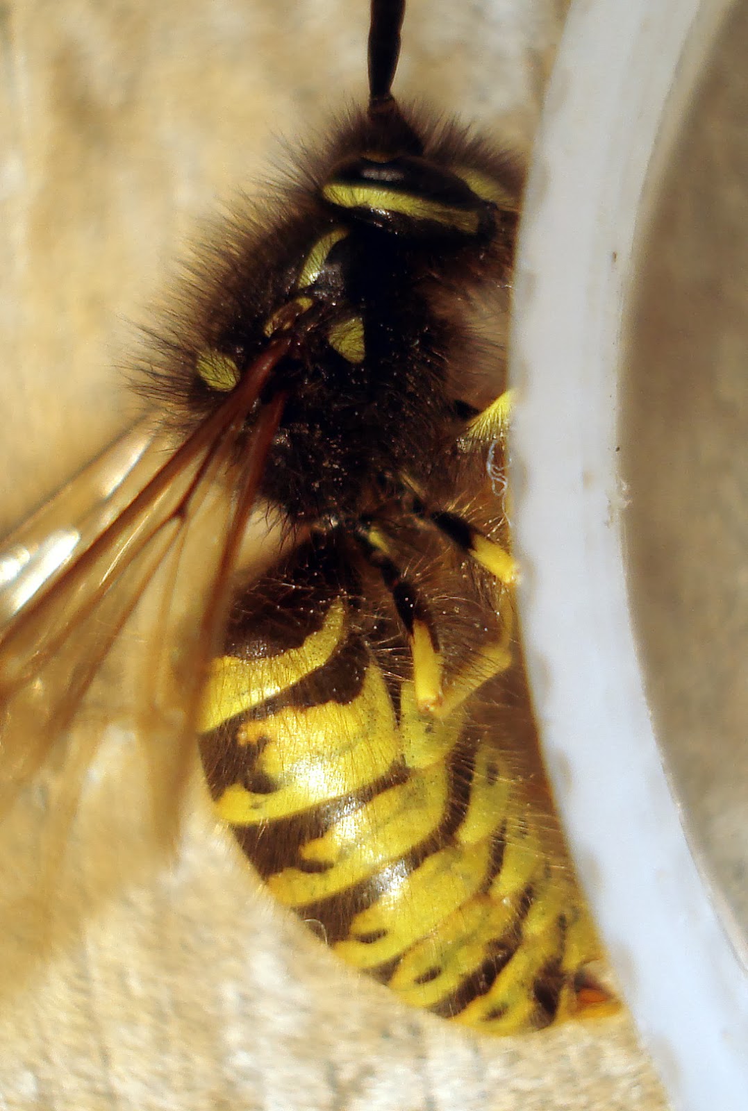 East Glamorgan Wildlife: Late record of a Common Wasp