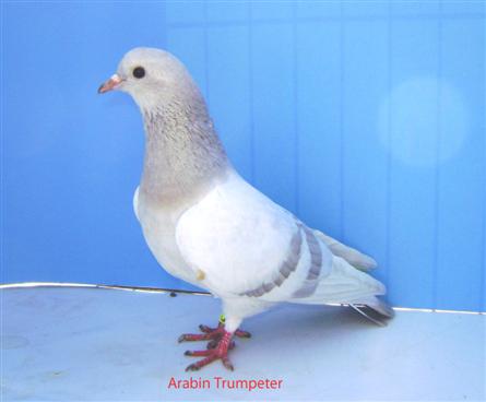 Toboşar arab | Rase-de-Porumbei-ro