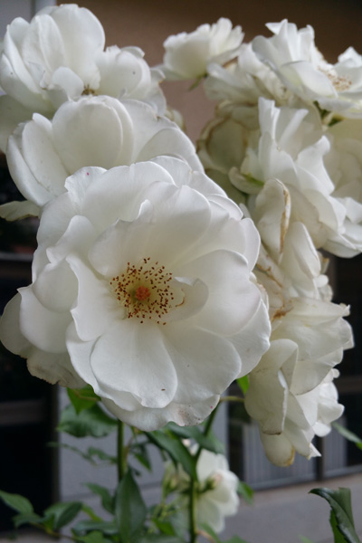 One Day in the Life of Jerome: Not all Roses