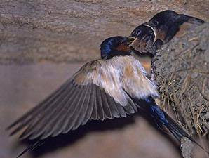 Trik Cara budidaya burung walet untuk pemula | Dunia Cara Ternak Hewan ...