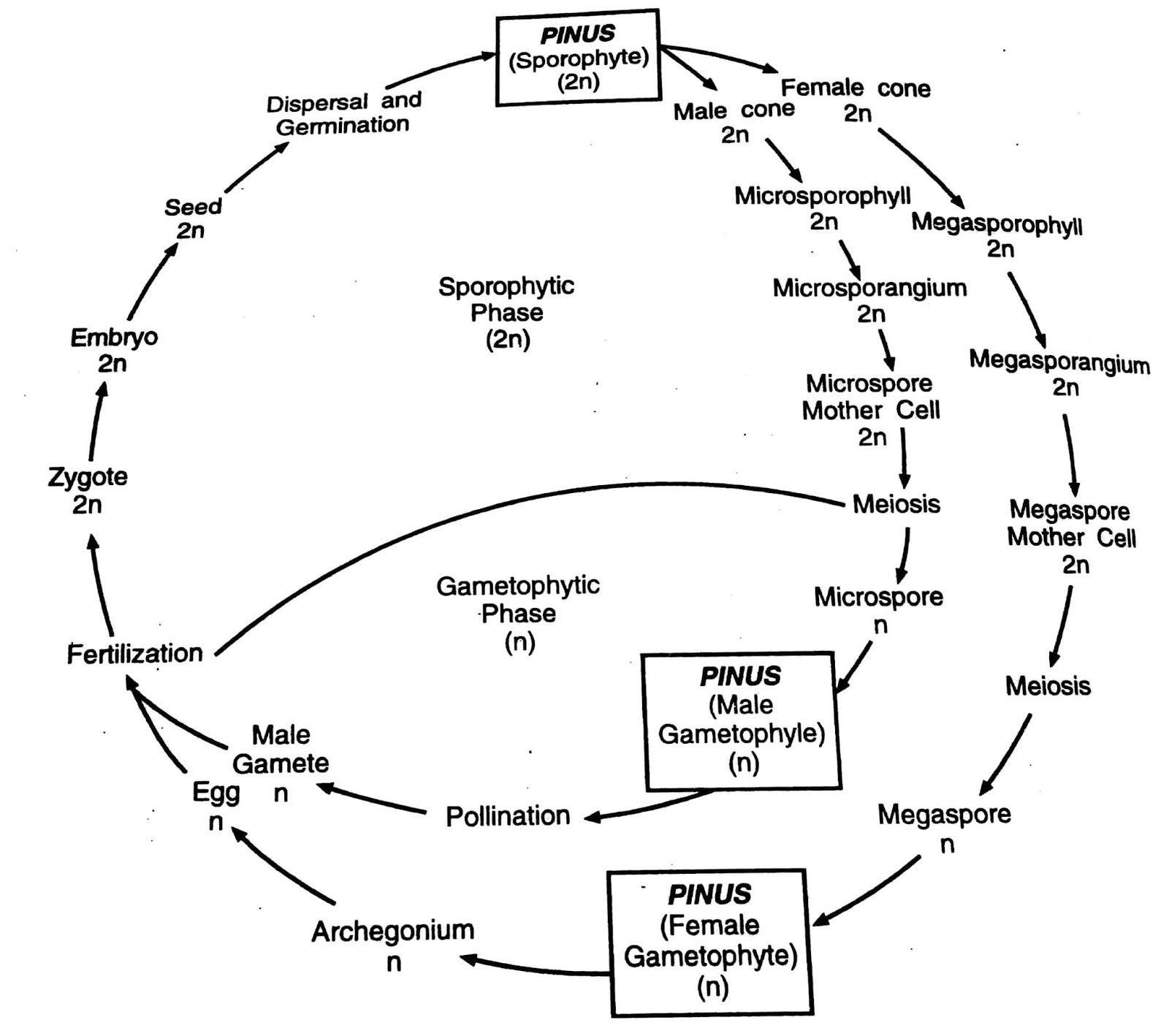 Botanica: GYMNOSPERMS