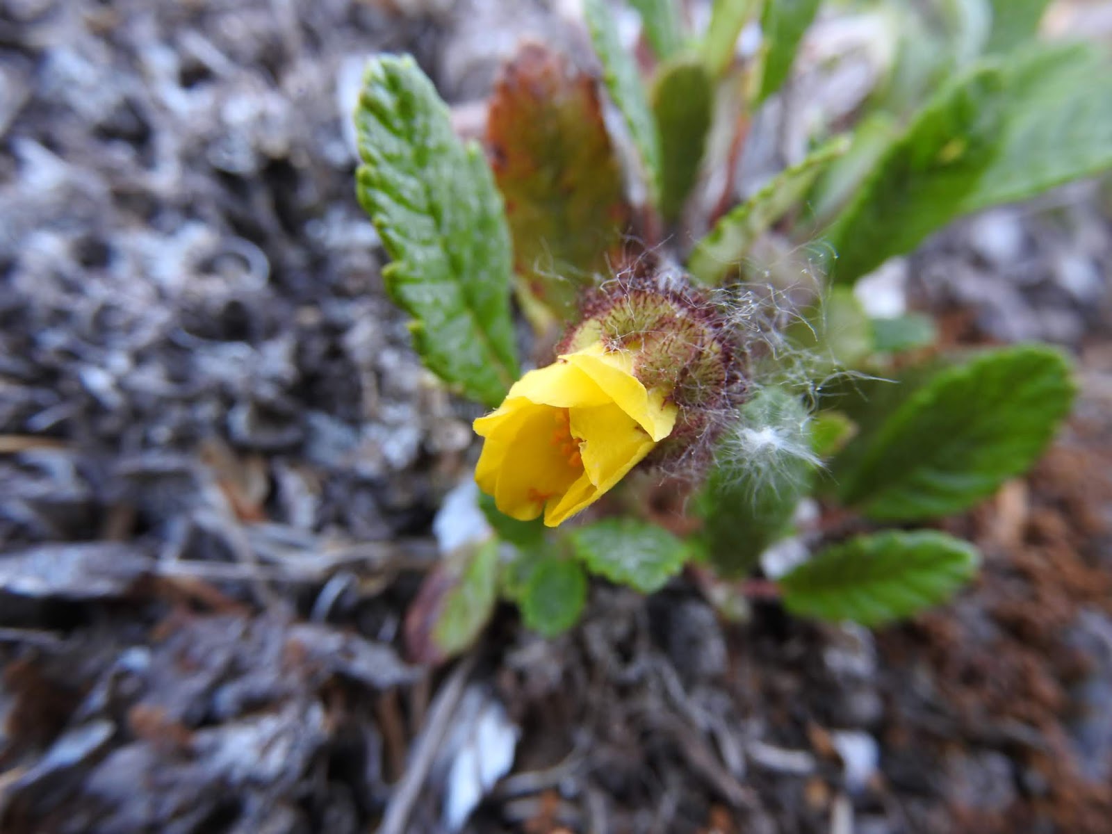 natural connections: Real-life Truffula Trees