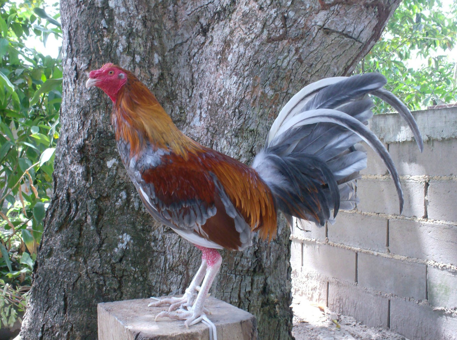 Gallos Atamaica
