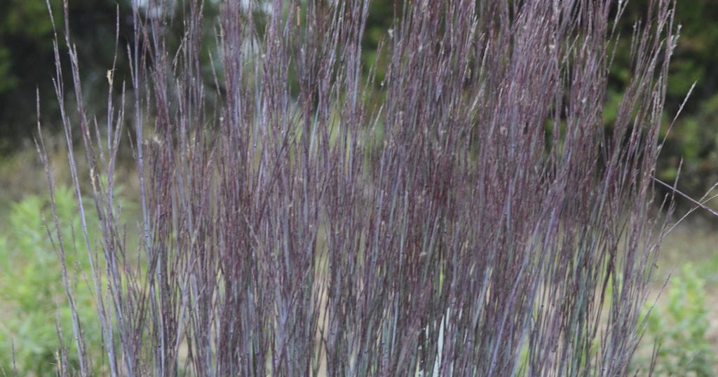LITTLE BLUESTEM = a native grass you will love