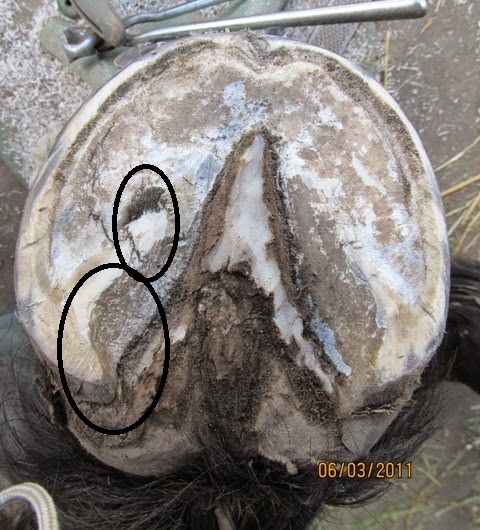 Rainier Equine Hoof Recovery Center: The Truth About Hoof Abscesses