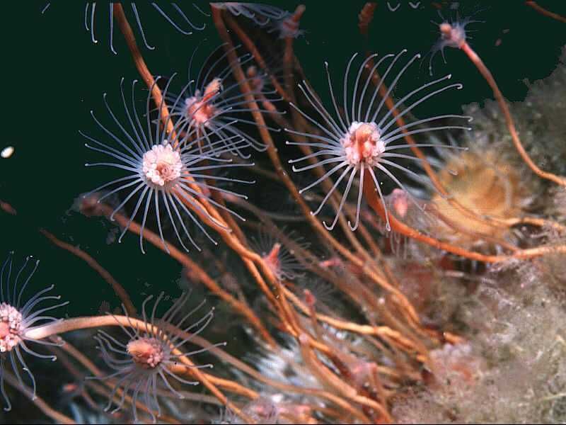 Cnidaria:Ciri-Ciri, Klasifikasi dan Peran Cnidaria