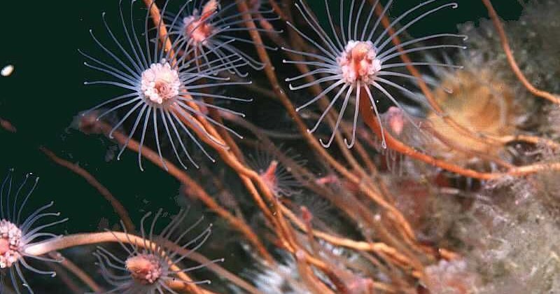 Cnidaria:Ciri-Ciri, Klasifikasi dan Peran Cnidaria