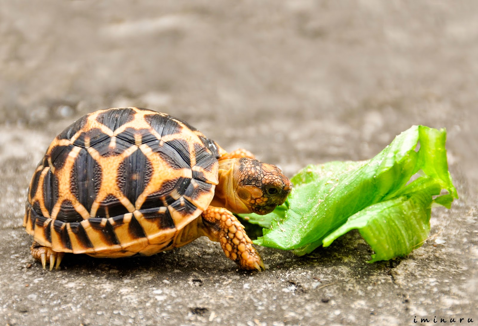 Indian Star Tortoise Care: Indian star tortoise setup