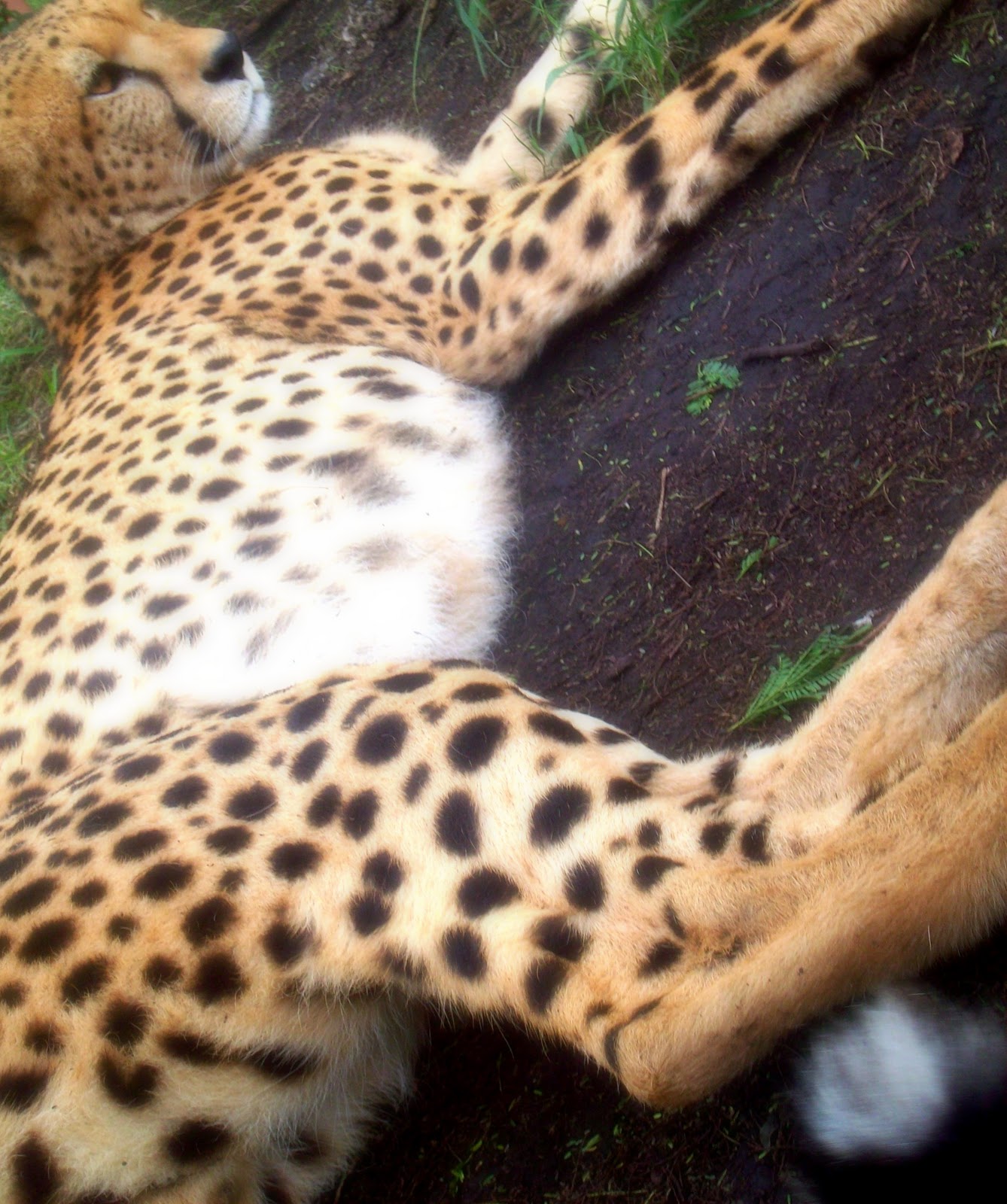 Fall 2011 Photo Blog: Elephant and Cheetah