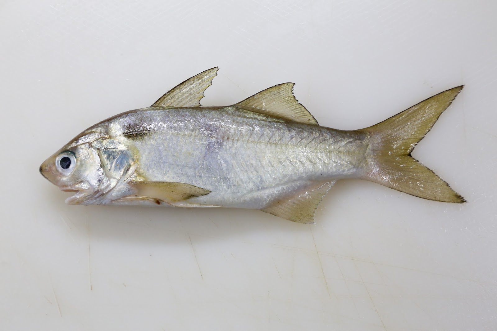 德先生魚筆記: 六指多指馬鮁