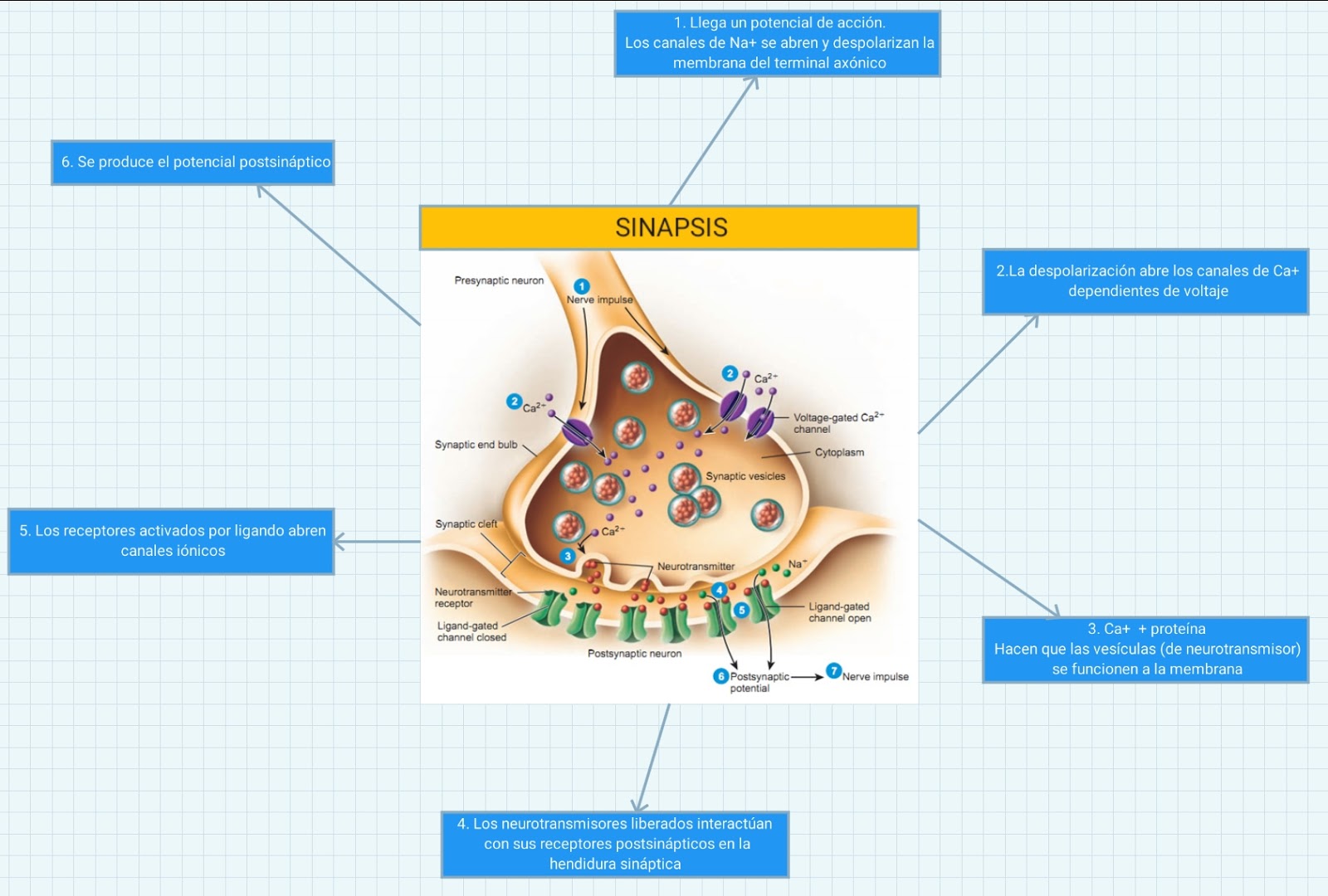 Fisiología: Sinapsis y Neurotransmisores