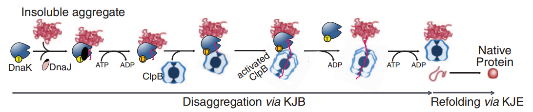 Biophysics - Forces in the Bio Universe: Unraveling the Mechanism of ...