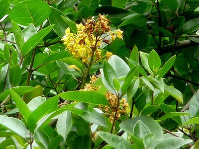 Fever nut or Bonduc nut - KERALA FLORA