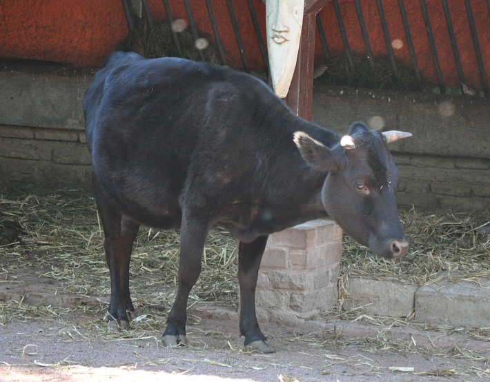 ZOOTOGRAFIANDO (MI COLECCIÓN DE FOTOS DE ANIMALES): TORO, VACA, BUEY ...