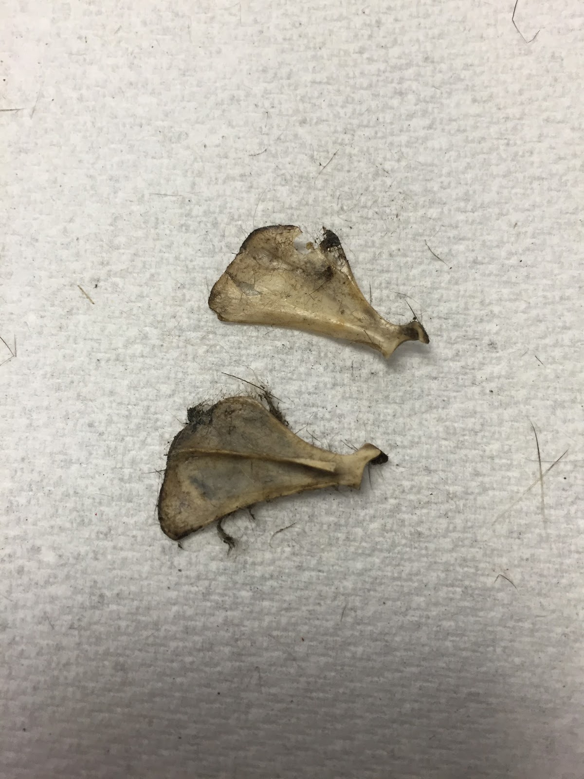 Neeka Nikfar Anatomy Blog: Owl Pellet Lab