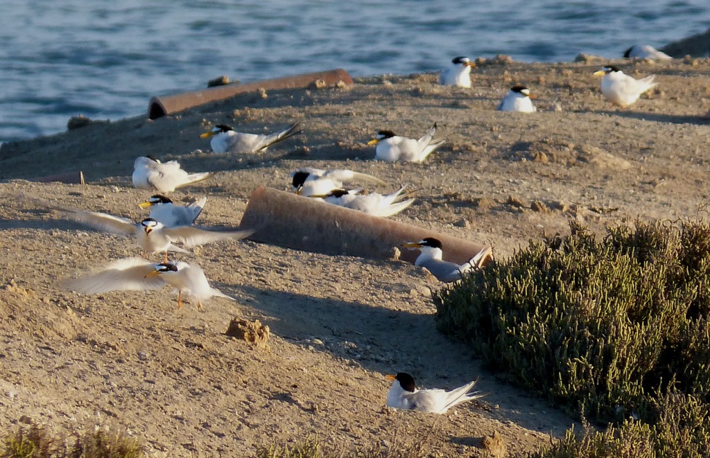 geopiedra: Aves en el Mar Menor / Bird-watching in La Manga