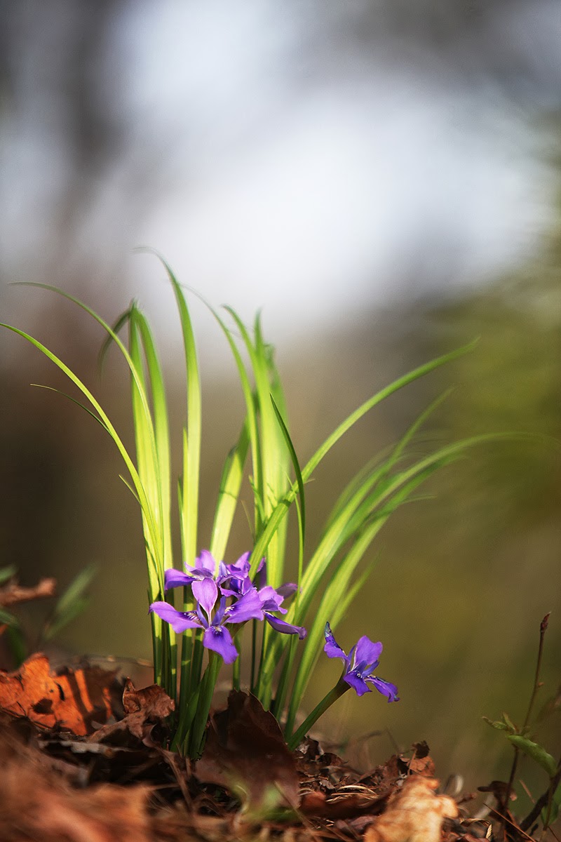 꽃피던 날의 연서: 각시붓꽃(Iris rossii Baker)