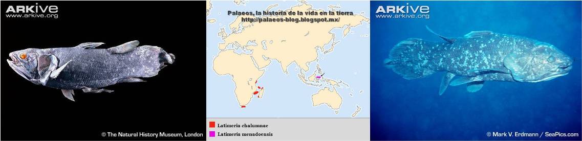 Palaeos, la historia de la Vida en la Tierra: Notas cortas: Secuencian ...
