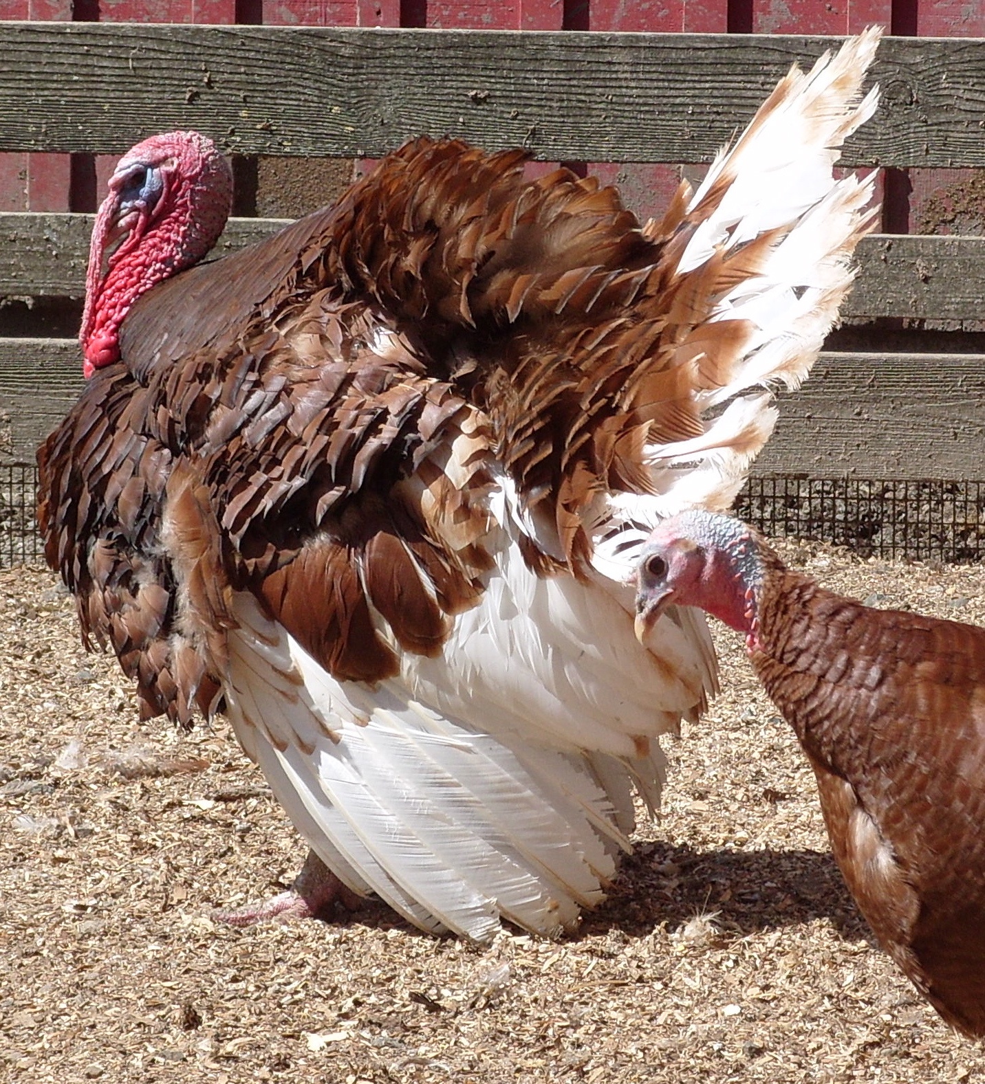 365 Cinderellas: Cinderella #92 The Poor Turkey Girl, version 2