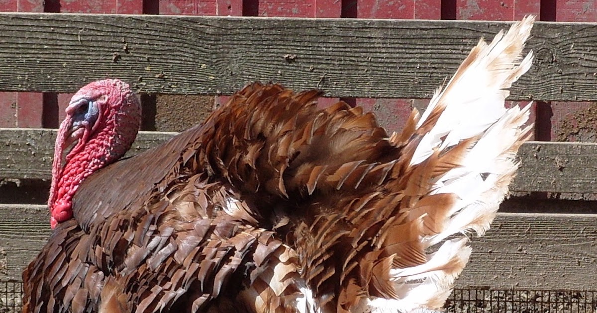 365 Cinderellas: Cinderella #92 The Poor Turkey Girl, version 2