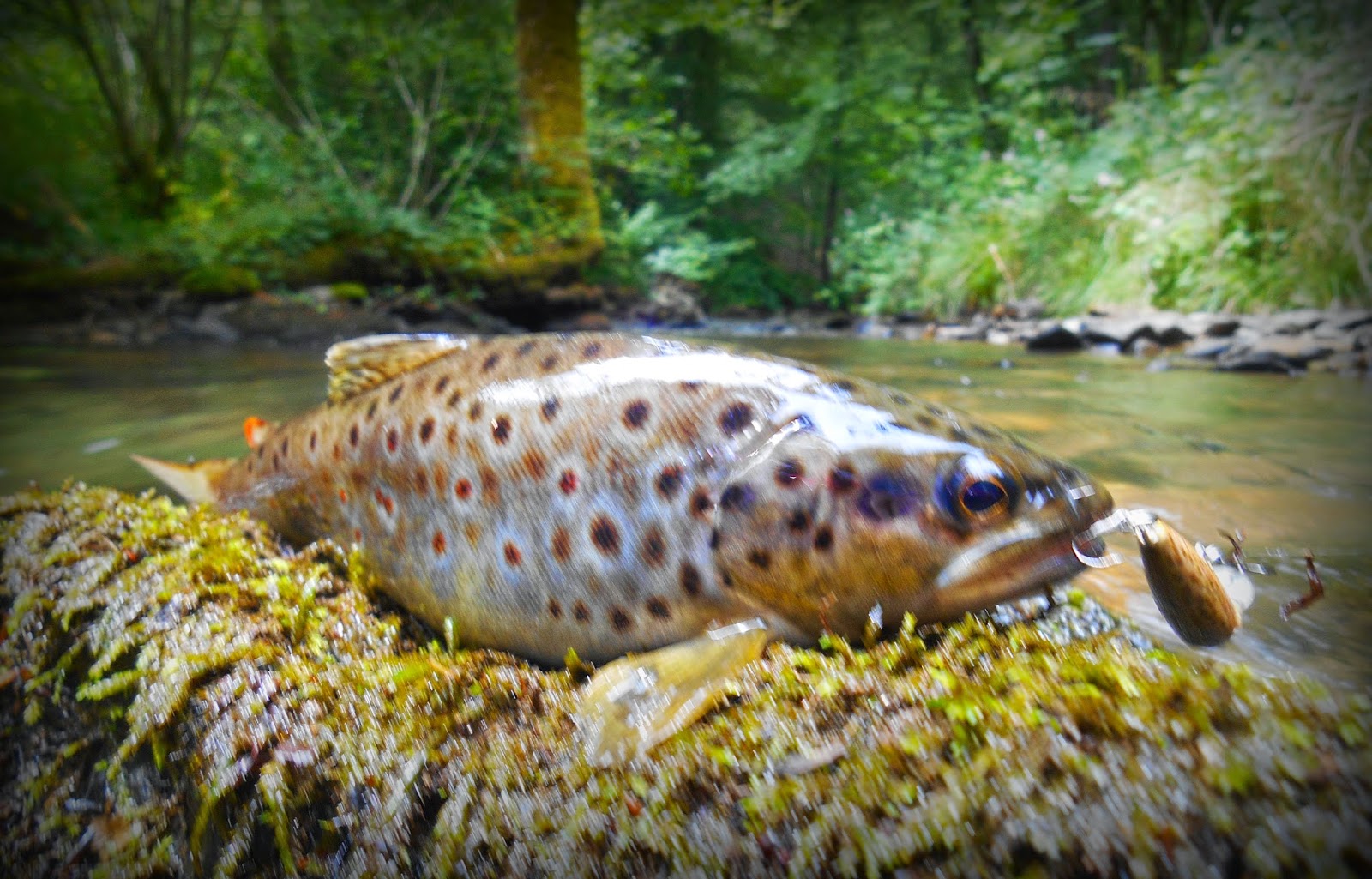 ET AU MILIEU COULE UN RUISSEAU!!!