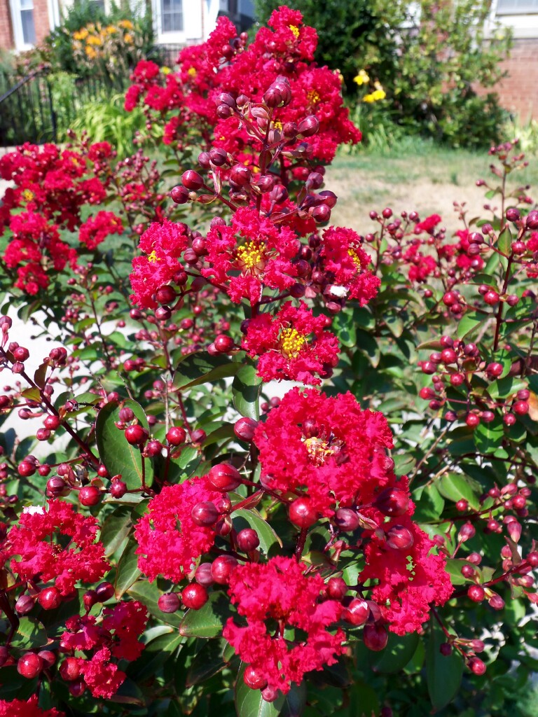 Orange explains it all: crepe myrtle thrives