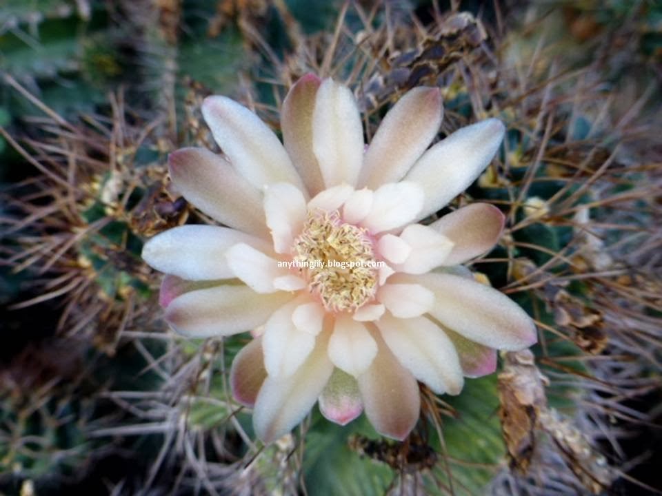 anythinglily: Kalimpong Travel Part 4: The Exotic Cactus Collection Of ...