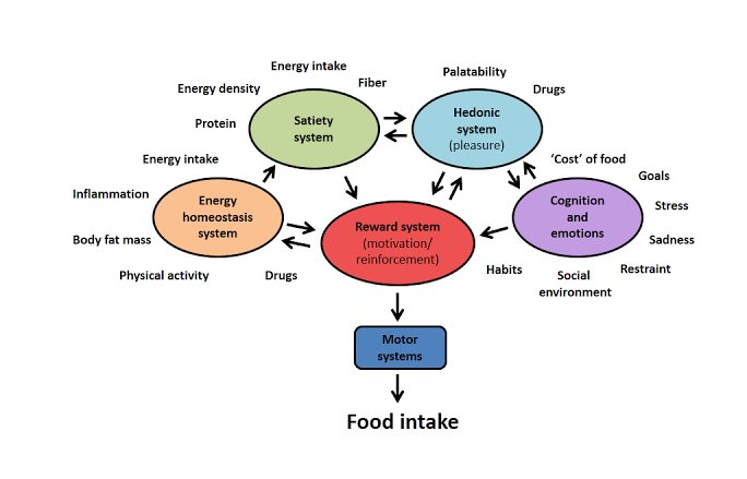 palatability - définition - What is