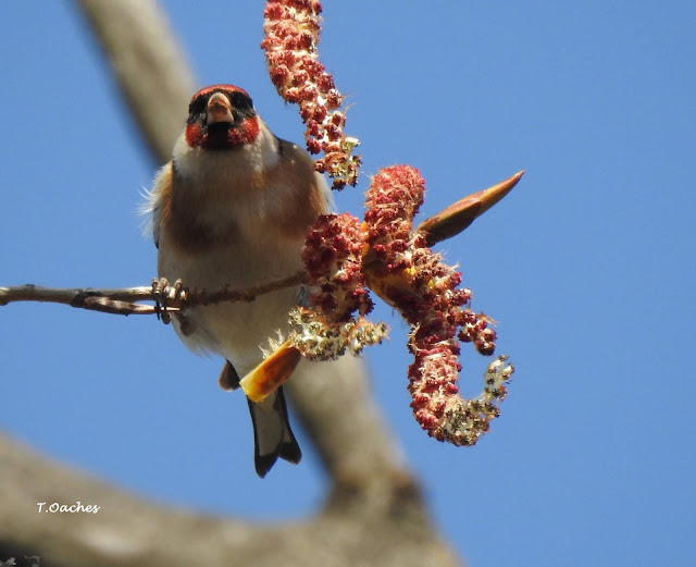 PASARI DIN ROMANIA: STICLETE, Carduelis carduelis