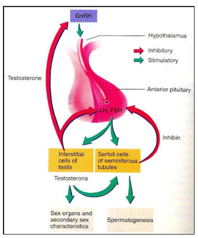 SCIENCE EDUCATION: SISTEM ENDOKRIN