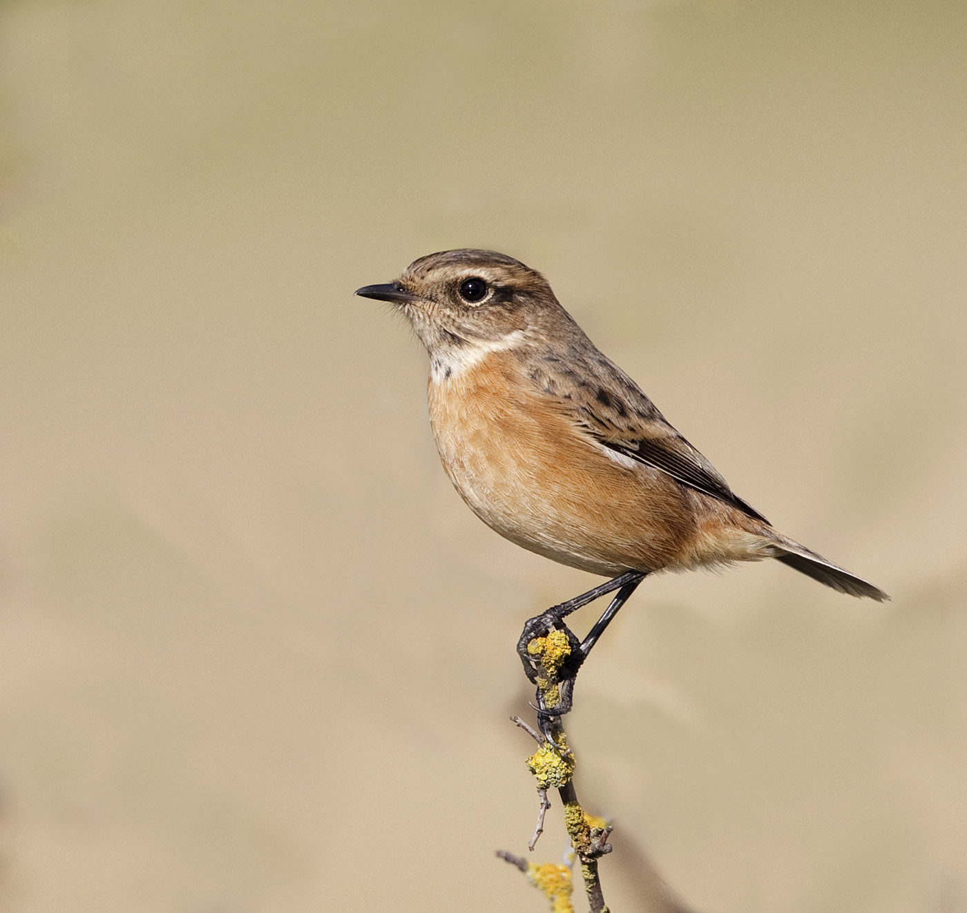 pewit: female Stonechat