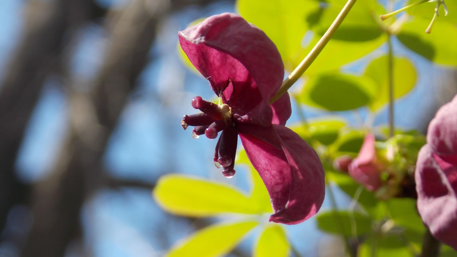 Flor color bordó wallpapers