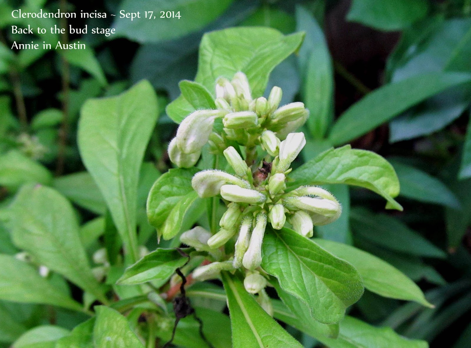 The Transplantable Rose: Clerodendrum incisa - the Musical Notes Plant
