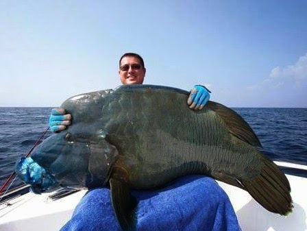 Big Fishes of the World: MAORI WRASSE (Cheilinus undulatus)