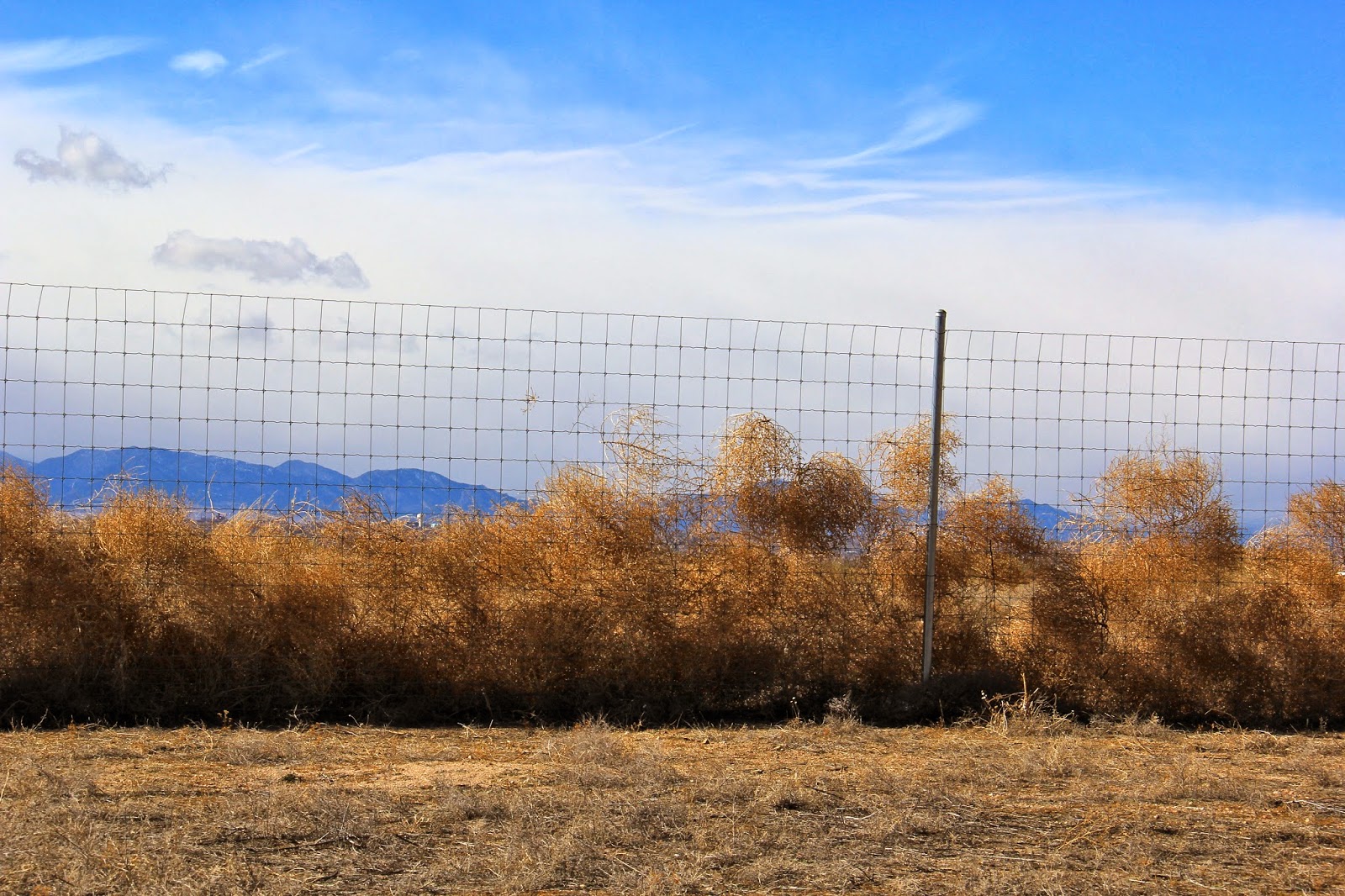 The Nerdy Naturalist: Tumbleweed: A Symbol of the American West... or ...