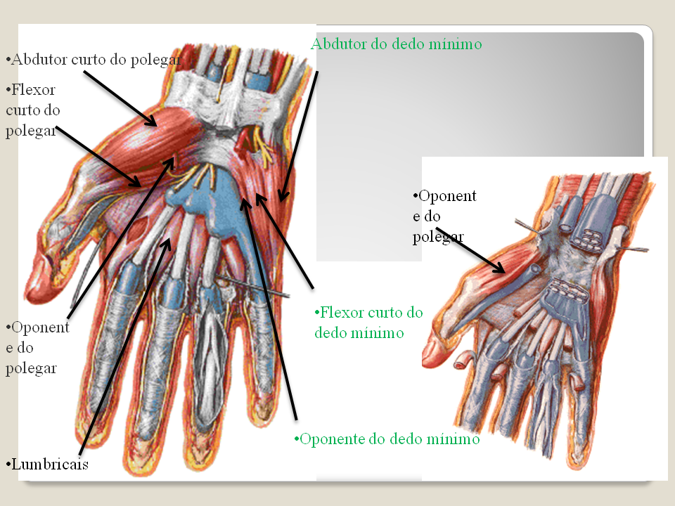 Partes Dos Dedos Das Mãos E Dos Pés - FDPLEARN