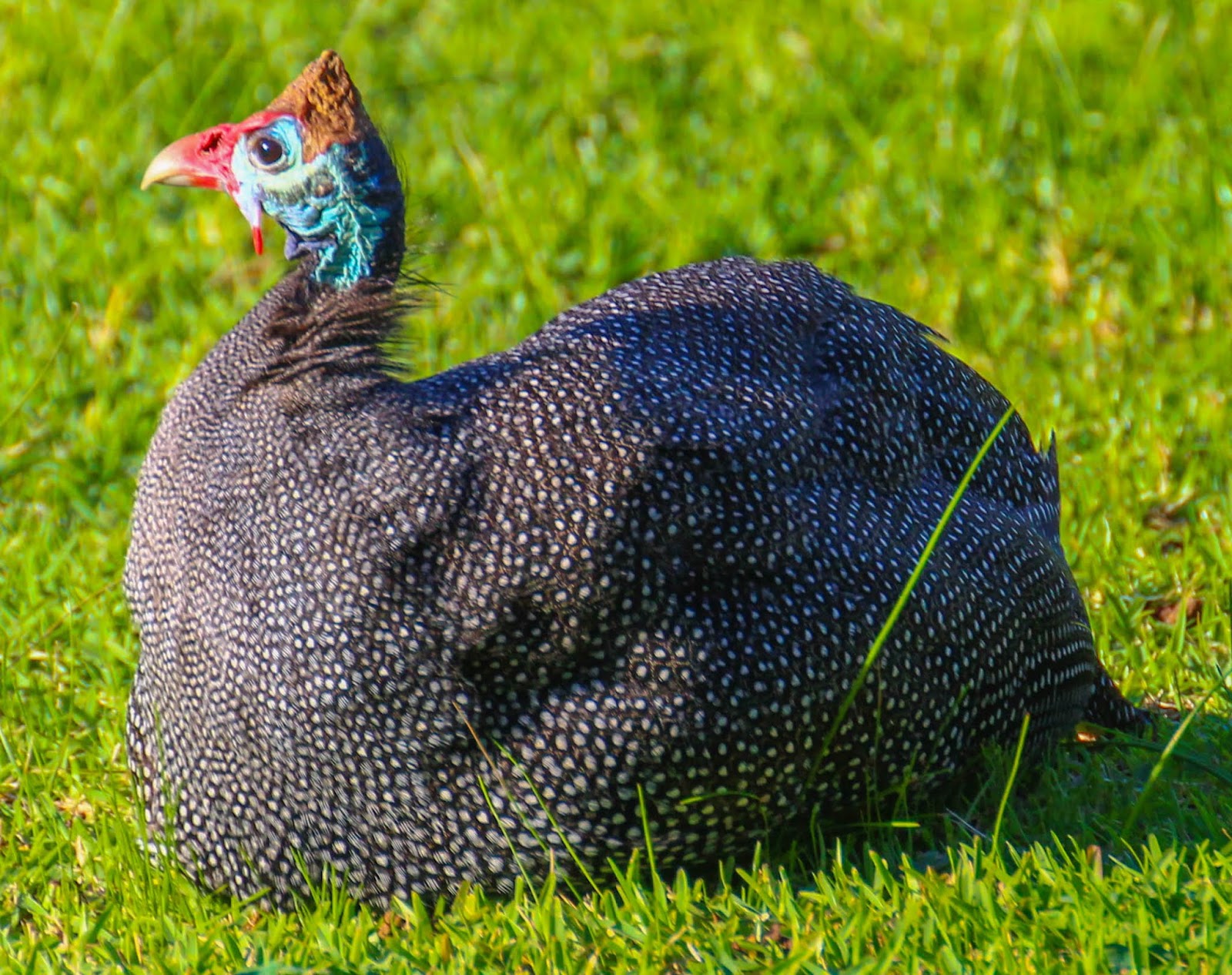 Cannundrums: Gurney's Helmeted Guineafowl