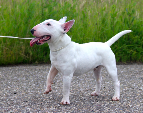 infohoek: huisdier hond zoeken