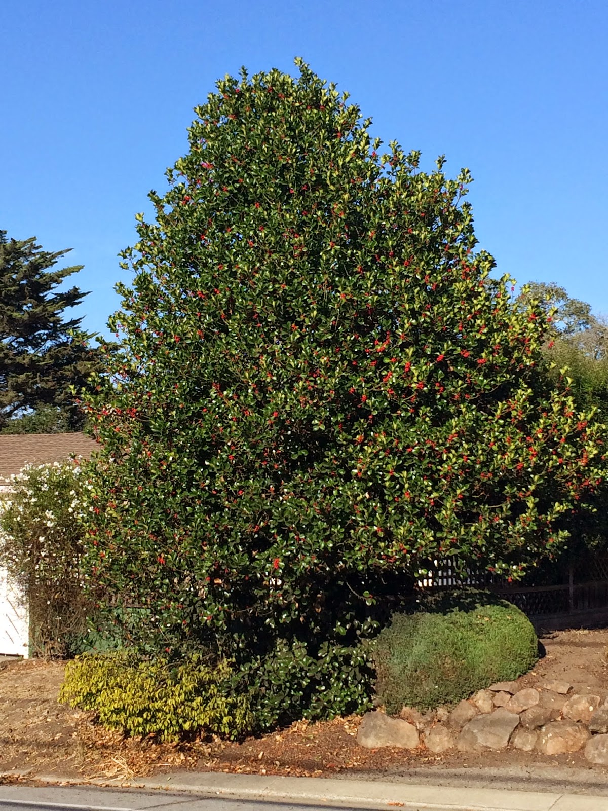 Trees of Santa Cruz County: Ilex X altaclerensis 'WIlsonii'- Wilson Holly