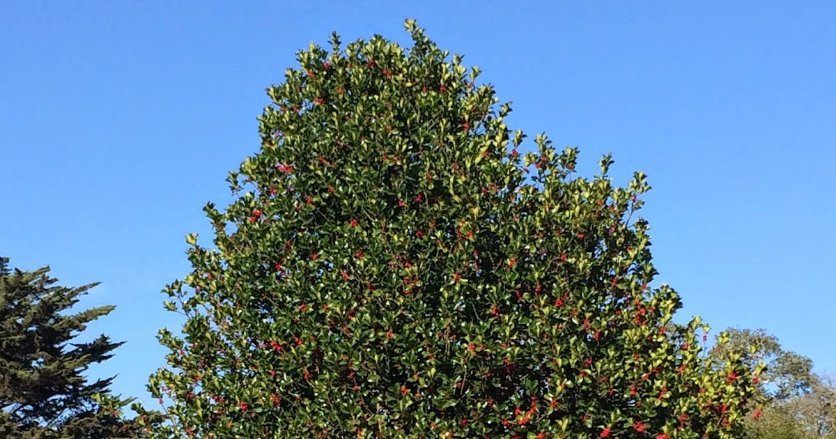 Trees of Santa Cruz County: Ilex X altaclerensis 'WIlsonii'- Wilson Holly