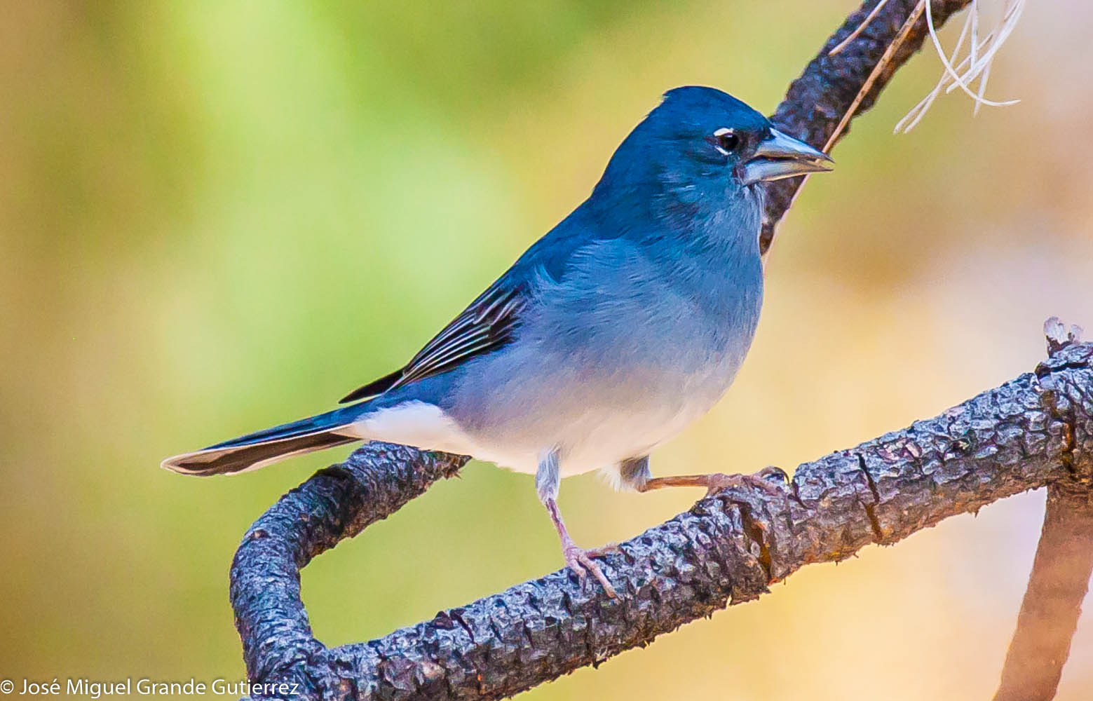 AVECEDARIO2016-UN MUNDO MARAVILLOSO: Pinzón Azul del Teide- Fringilla ...